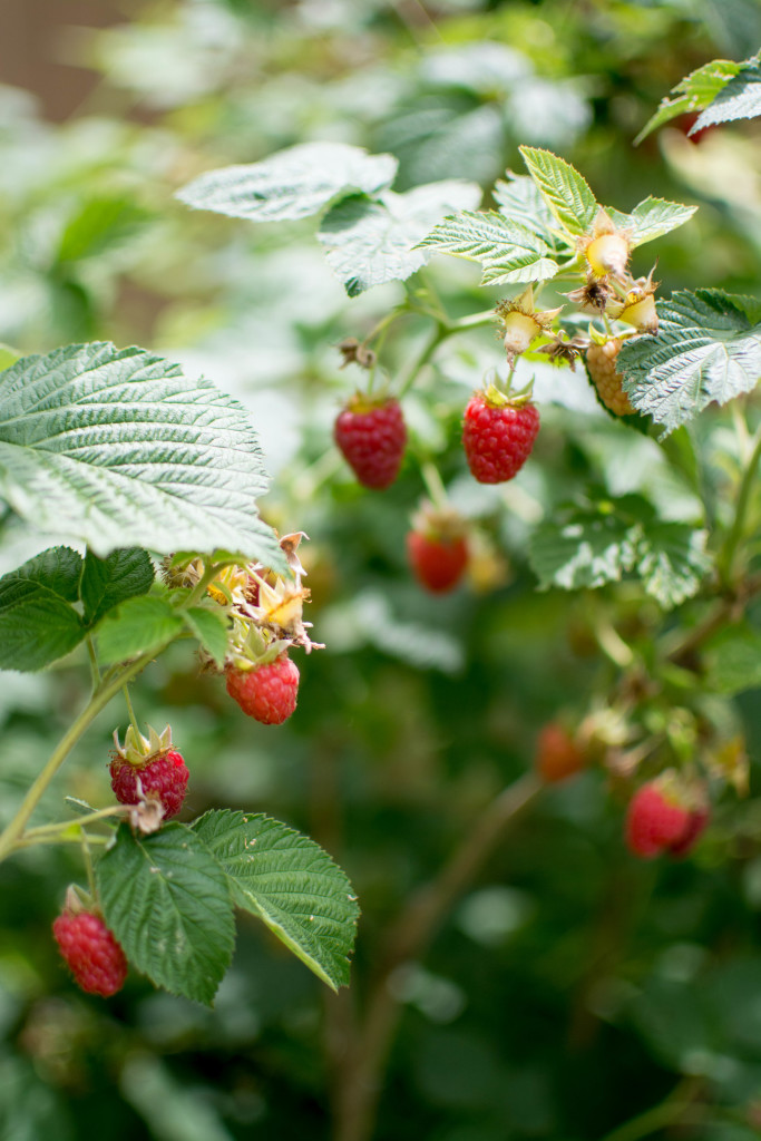 Raspberry Picking - TWINKLE TWINKLE LITTLE PARTY